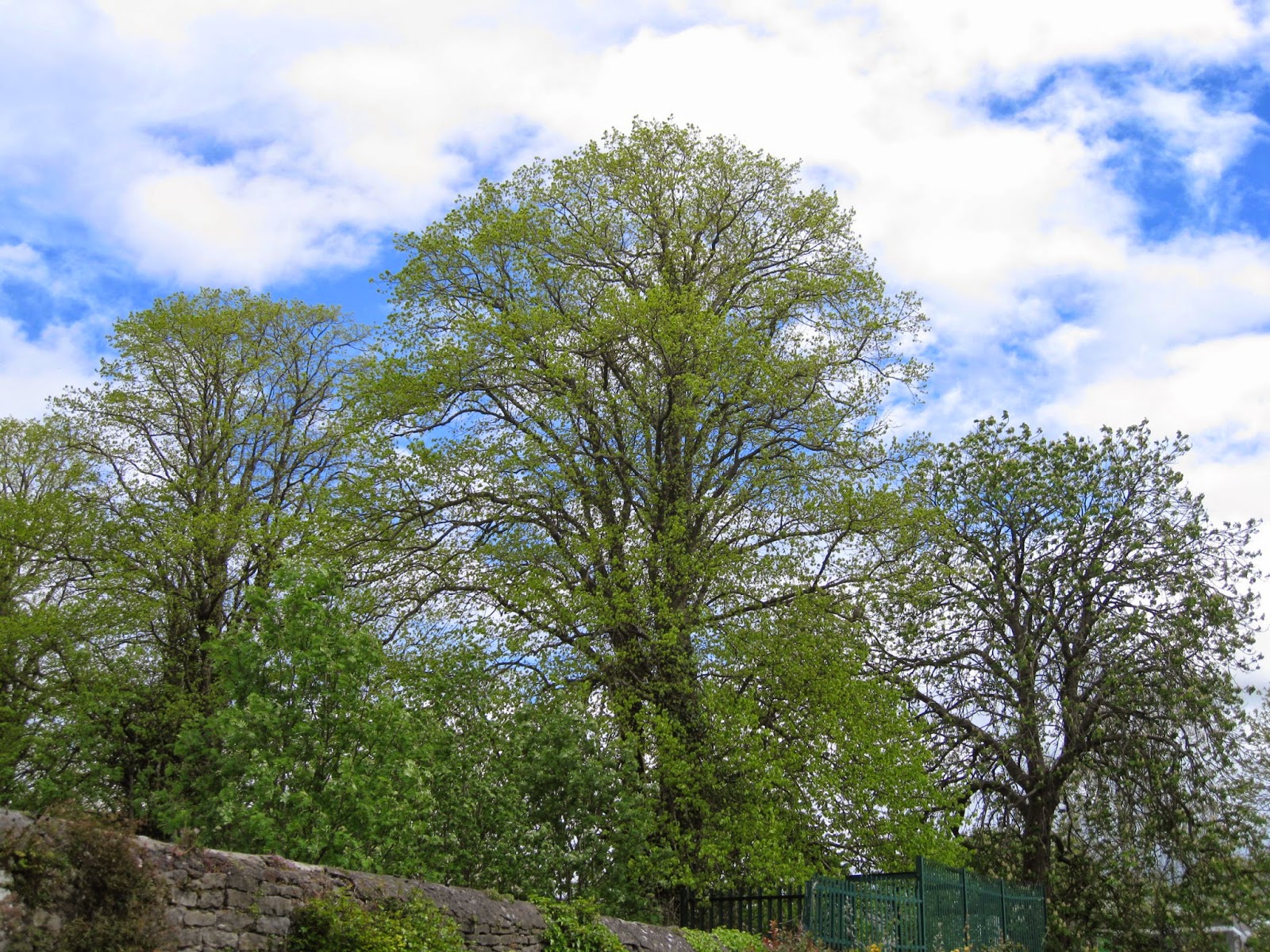 Ciaran O'Driscoll: THE TREES OUTSIDE MY WINDOW