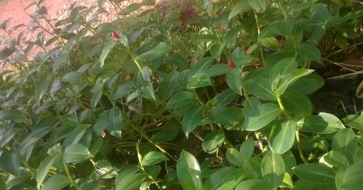 DAFTAR HARGA TANAMAN: Pacing tanaman hias