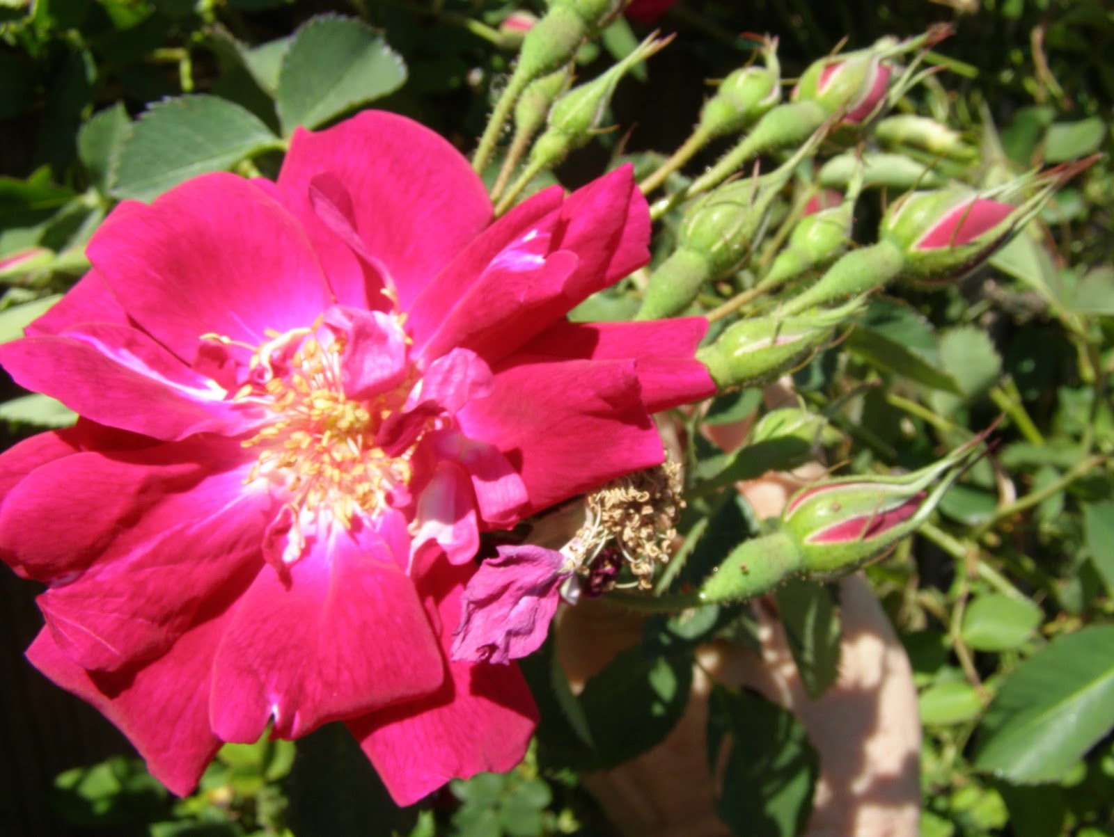 Joe Truskot: Ragged Robin Meets the Red, Red Robin