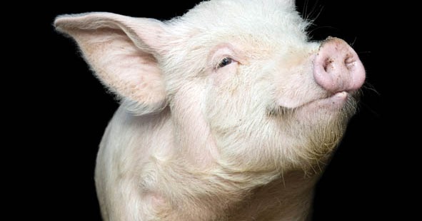 CAST: The Magical Animal--Recent Articles about Pigs