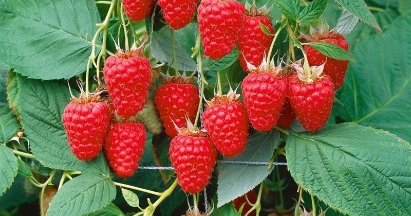 Cosecha de Frambuesa 2018