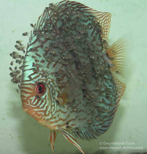 Discus: Gwynnbrook Farm Discus Fish Photo Gallery