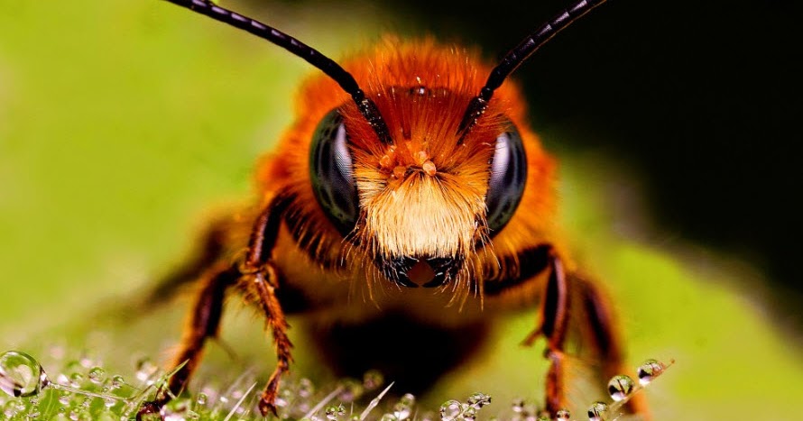 Honey | The Biggest Animals Kingdom