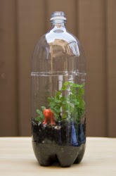Gardening South Florida Style: Soda Bottle Terrariums
