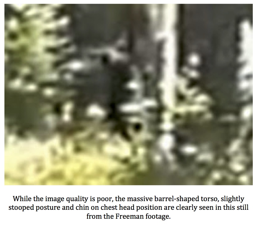 Texas Cryptid Hunter: The Best Bigfoot Photographic and Video Evidence