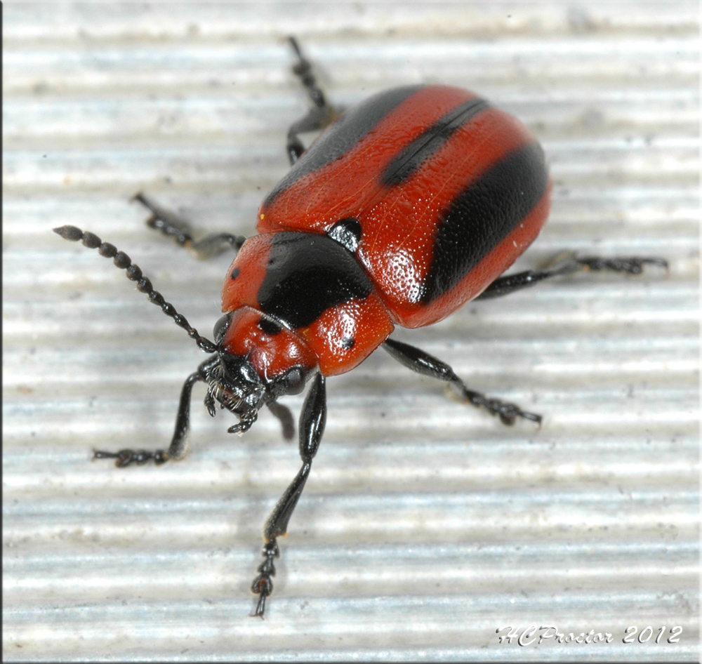 The Home Bug Garden: Of Sloughs and Sogginess