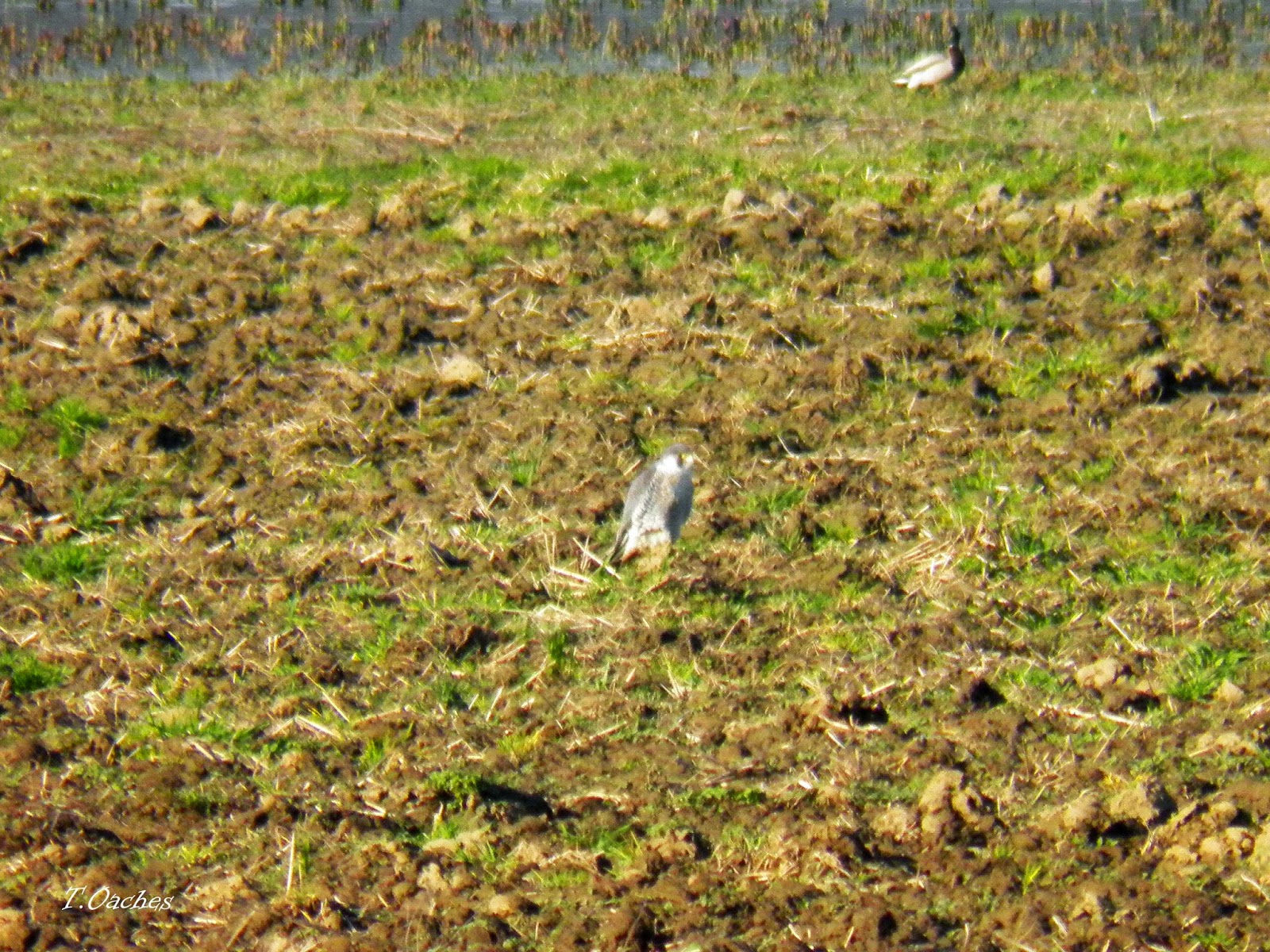 PASARI DIN ROMANIA: SOIM CALATOR, Falco peregrinus