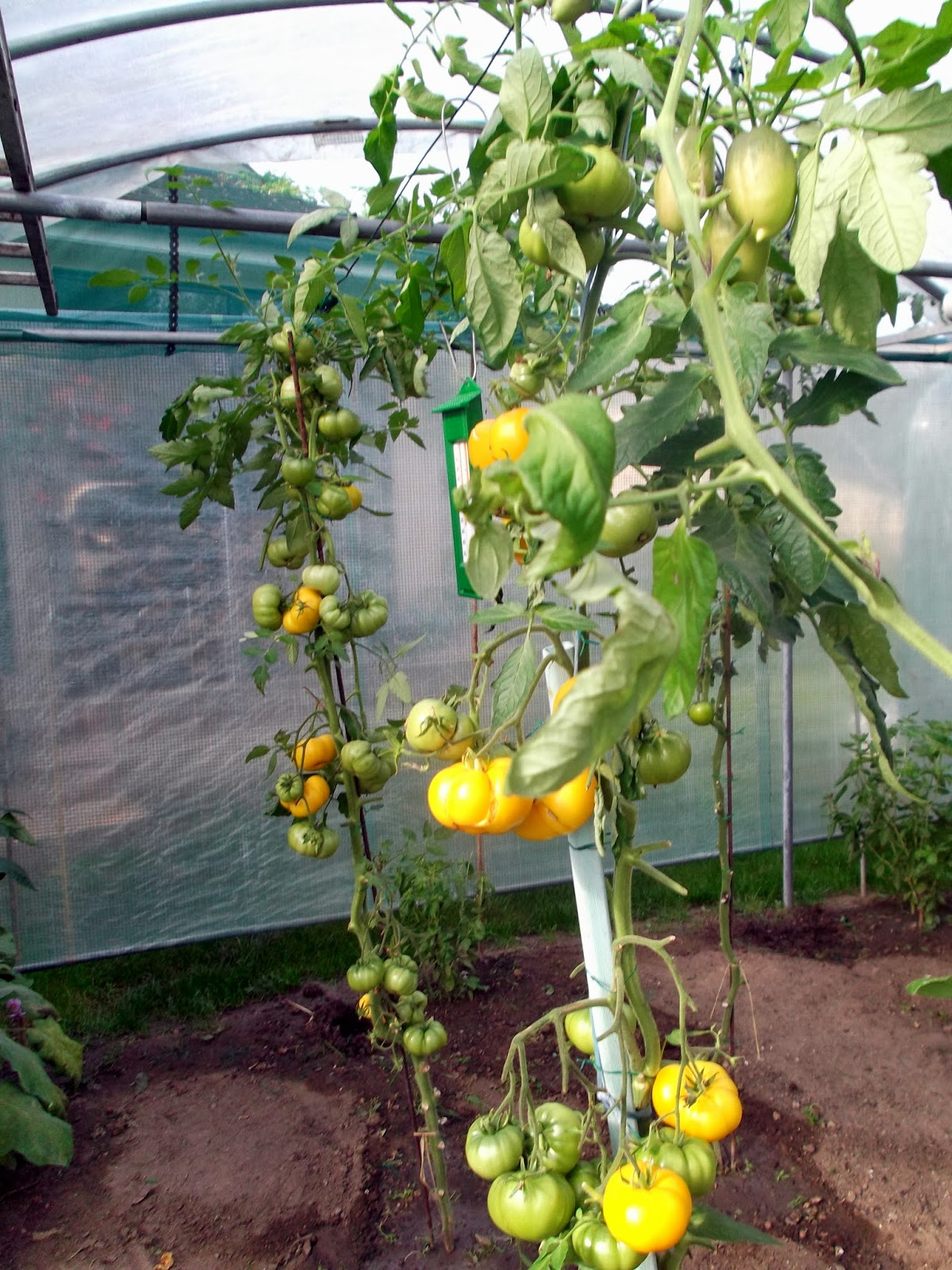 PASSION TOMATES: EFFEUILLAGE DES TOMATES POUR LAISSER PASSER LE SOLEIL