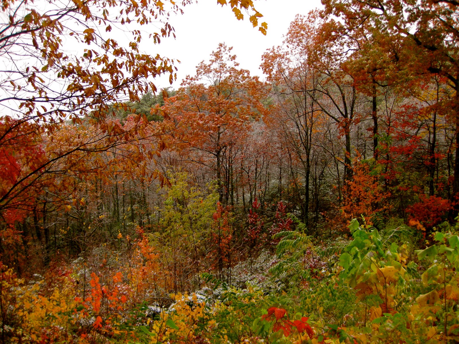 Amazing: Beautiful Fall Foliage | Snow Foll Wall paper | Images