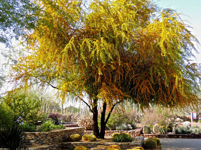 Phoenix Daily Photo: Acacia Tree