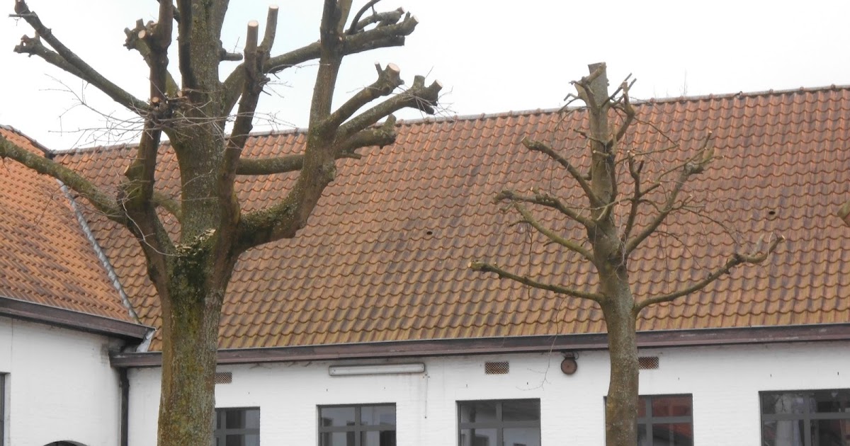 Zesde leerjaar 't Park: Kale bomen