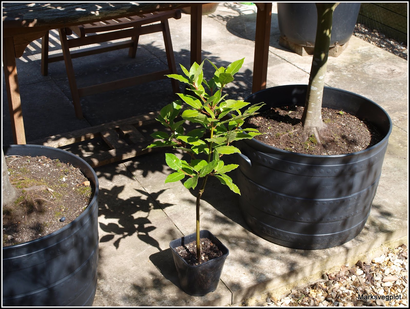 Mark's Veg Plot: Bye Bye Bay-trees
