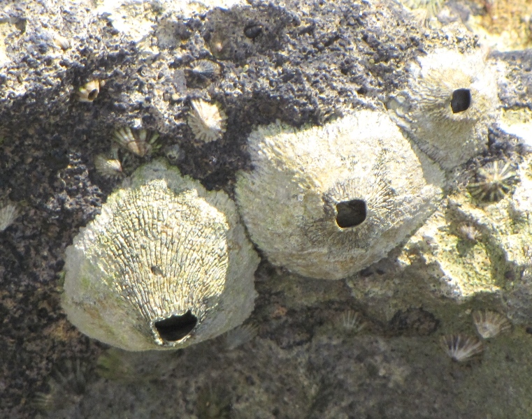 Makrofauna Bentik Pantai Berbatu Balekambang - Malang Selatan ~ Sari Laut