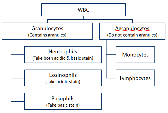 Human Physiology Simplified: White Blood Cells - WBCs