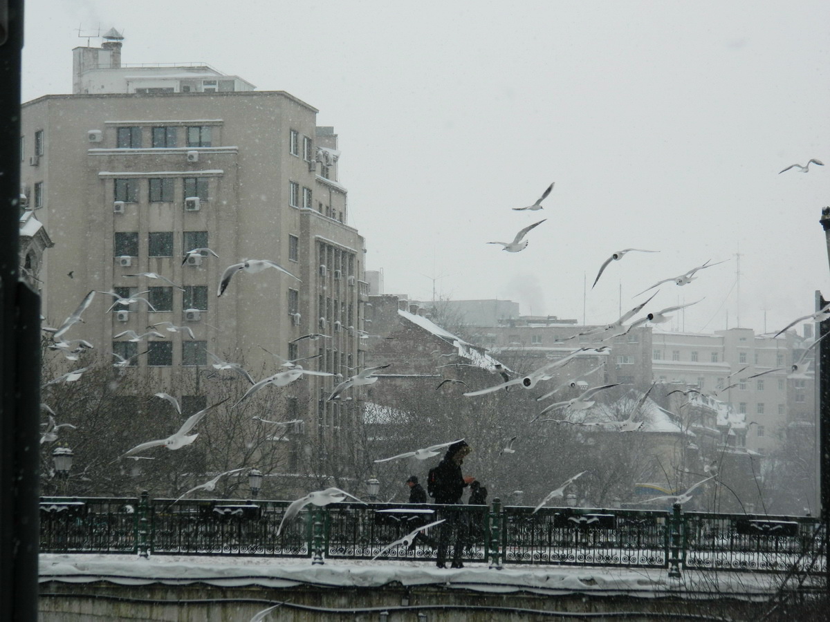 LA MULTI ANI, ROMANIA!: Pasari la raul inghetat