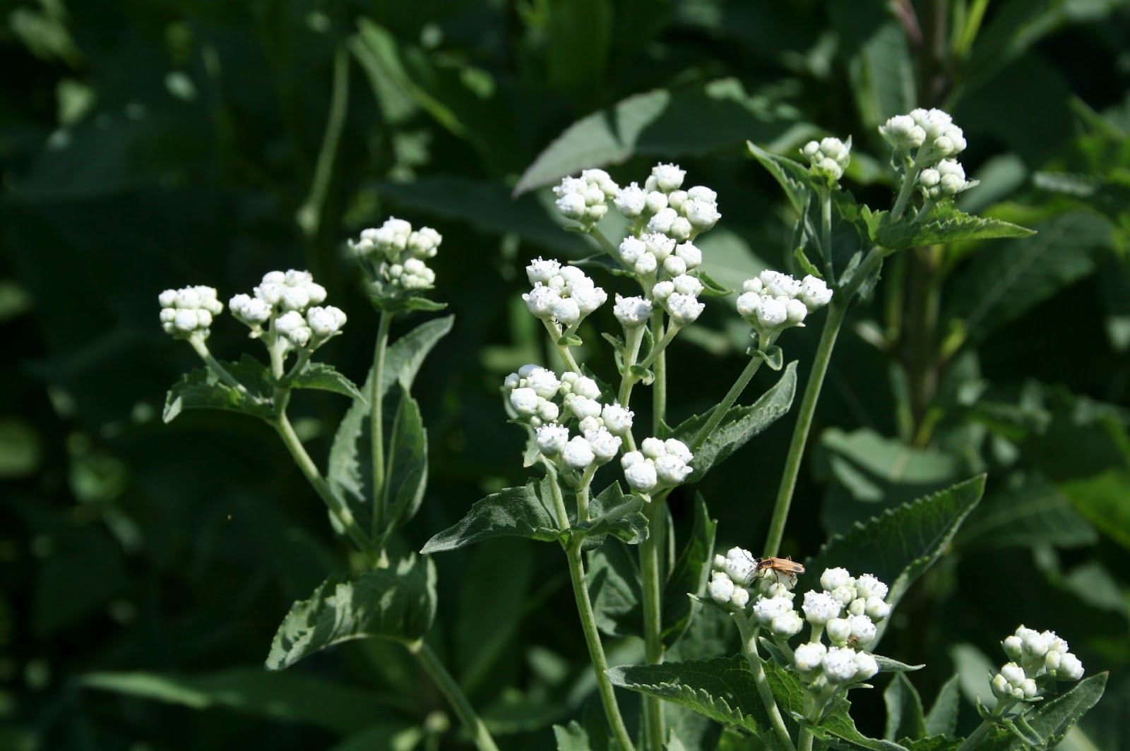 T h e | D e e p | M i d d l e: Nebraska Wildflowers Day 2 -- Wild Quinine