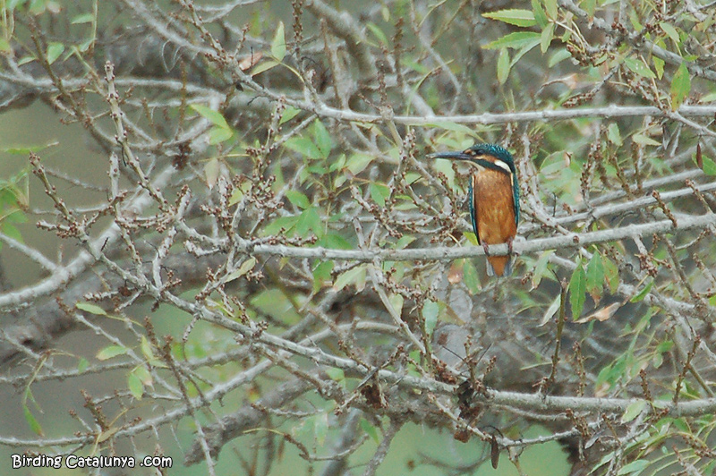 Birding Catalunya: Ocells als Aiguamolls de l'Empordà - 13/10/18