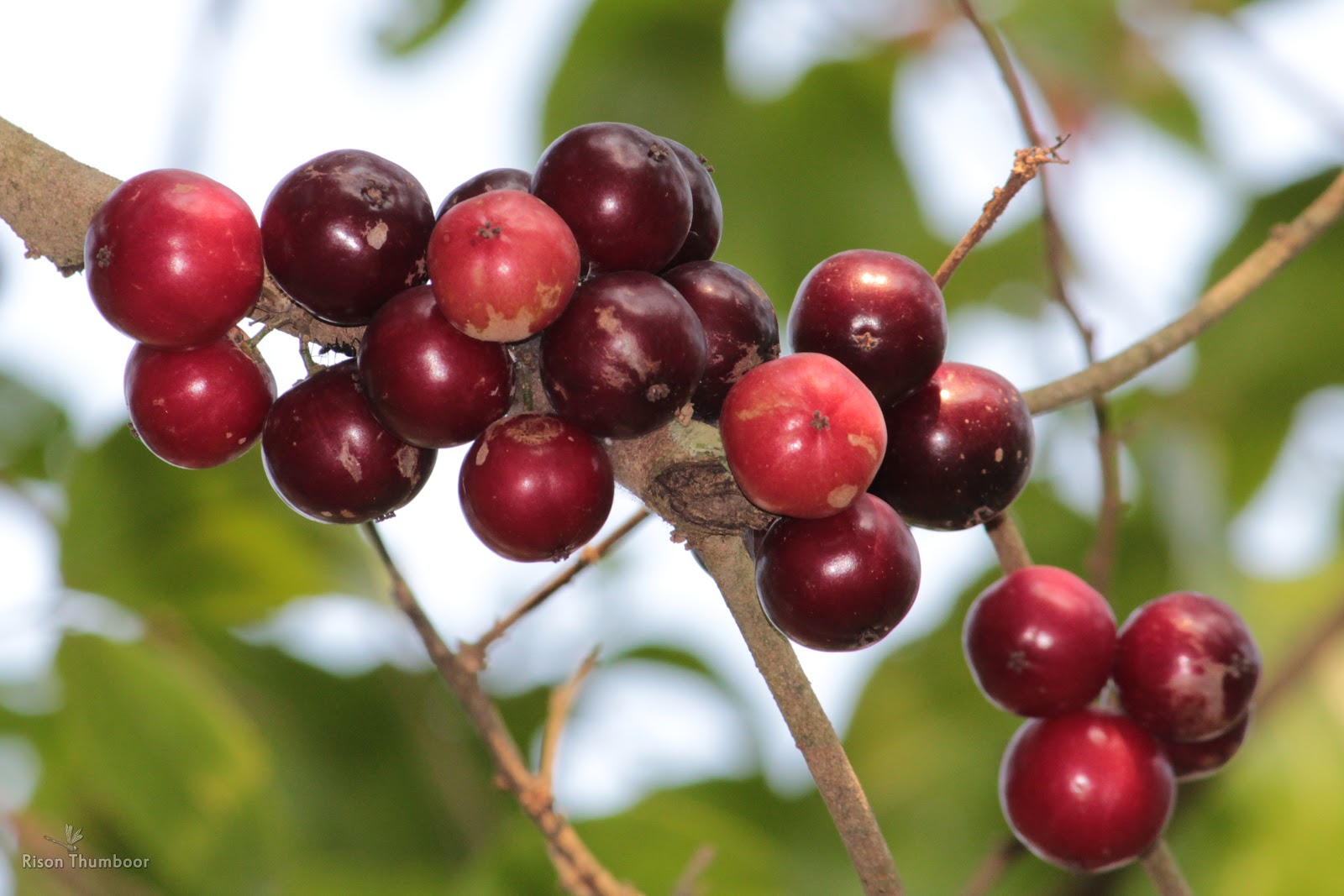 Kerala Flora: Lovi-lovi (Flacourtia inermis). ലൂവിക്ക, ലോലോലിക്ക.
