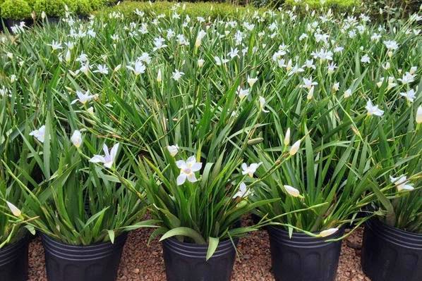 Jardinismo na Rede: PRODUTOS COMPRA ONLINE