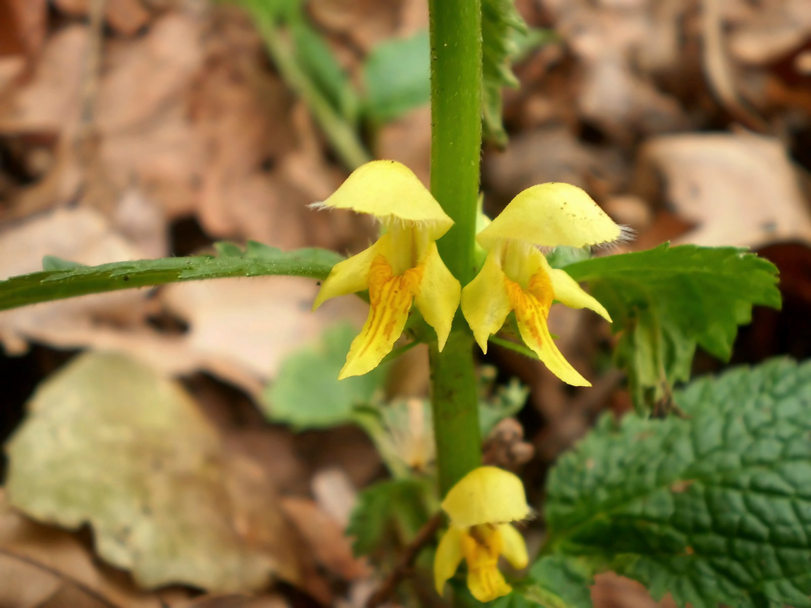 NATURA VIVA: ORTIGA MORTA GROGA (L'ORTIGA QUE NO PICA)