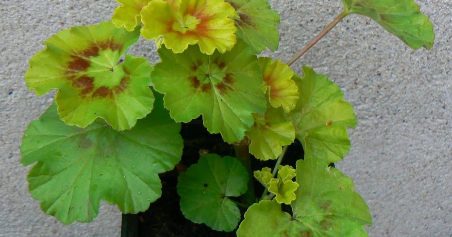 Pelargonium: "Brightstone"
