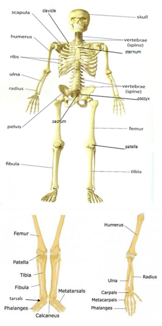 Natural Science 6 grade: 7 AND 8 LOCOMOTOR SYSTEM