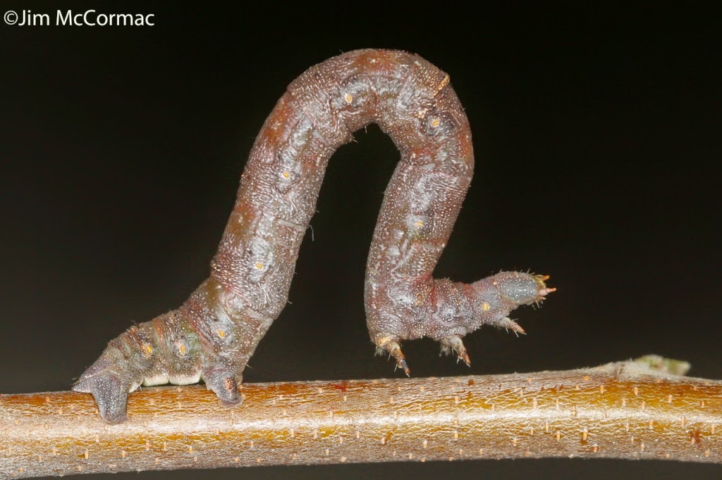 Ohio Birds and Biodiversity: Tree & Shrub Workshop: February 28