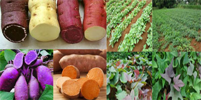 Info Penting: Cara Membudidayakan Ubi Jalar