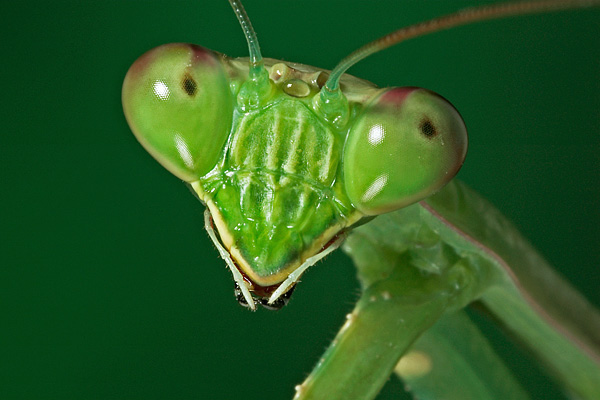 Mantis Religiosa