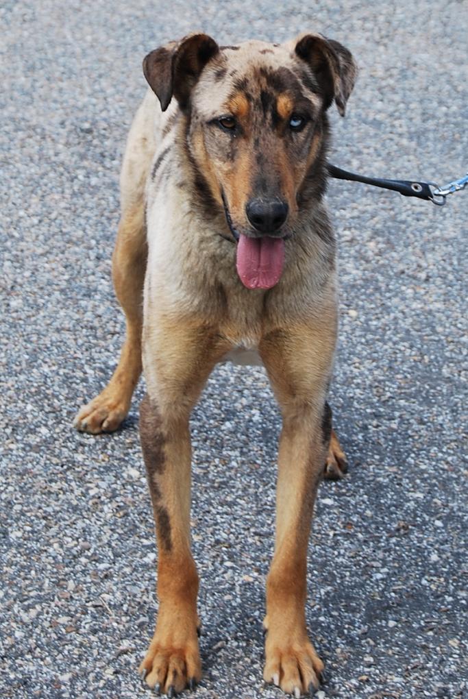 Diario de perros y gatos para adoptar: Pinto ADOPTADO!!!