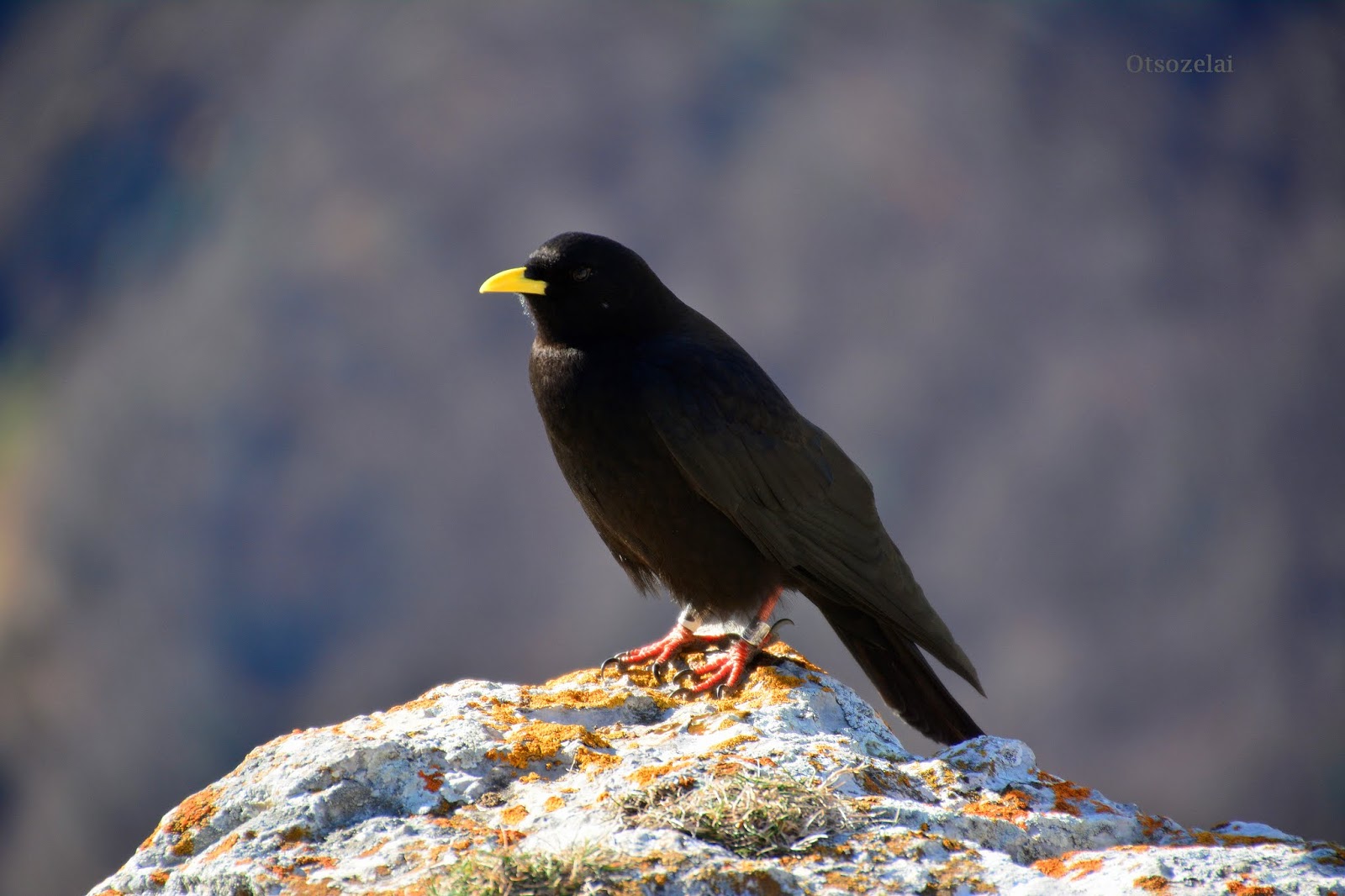 Nómadas de la imagen: CHOVA PIQUIGUALDA (Pyrrhocorax graculus)