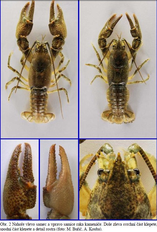 Poznávačka: Členovci - korýši, klepítkatci (pavouci, sekáči, roztoči ...