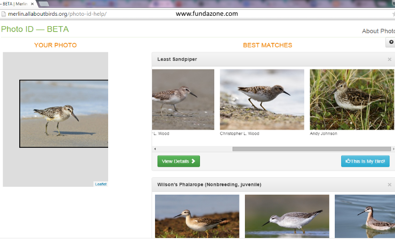 Ideaz : How can I identify a bird from a photo or its birdcall