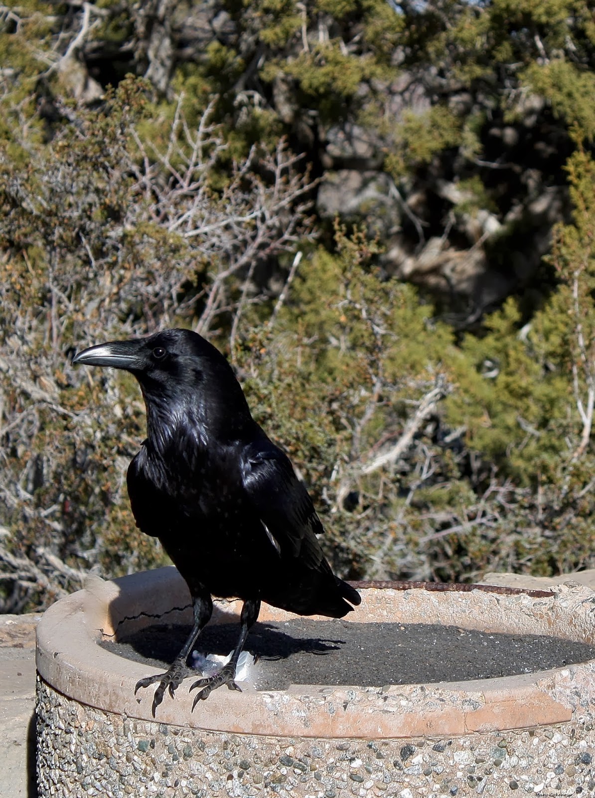 The Southwest Through Wide Brown Eyes: Finally! The Grand Canyon's ...