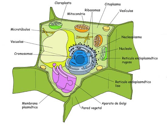 Biología y Geología 1º BACH: LOS RIBOSOMAS
