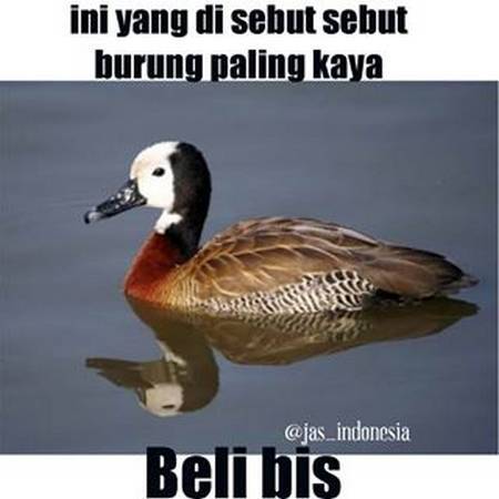 15 Meme 'Burung' Ini Bikin Berpikir yang Iya-iya - Lucu.ME - Gambar ...