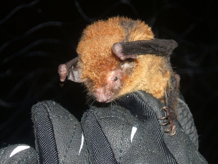 Catalogue of Organisms: Little Yellow Bats