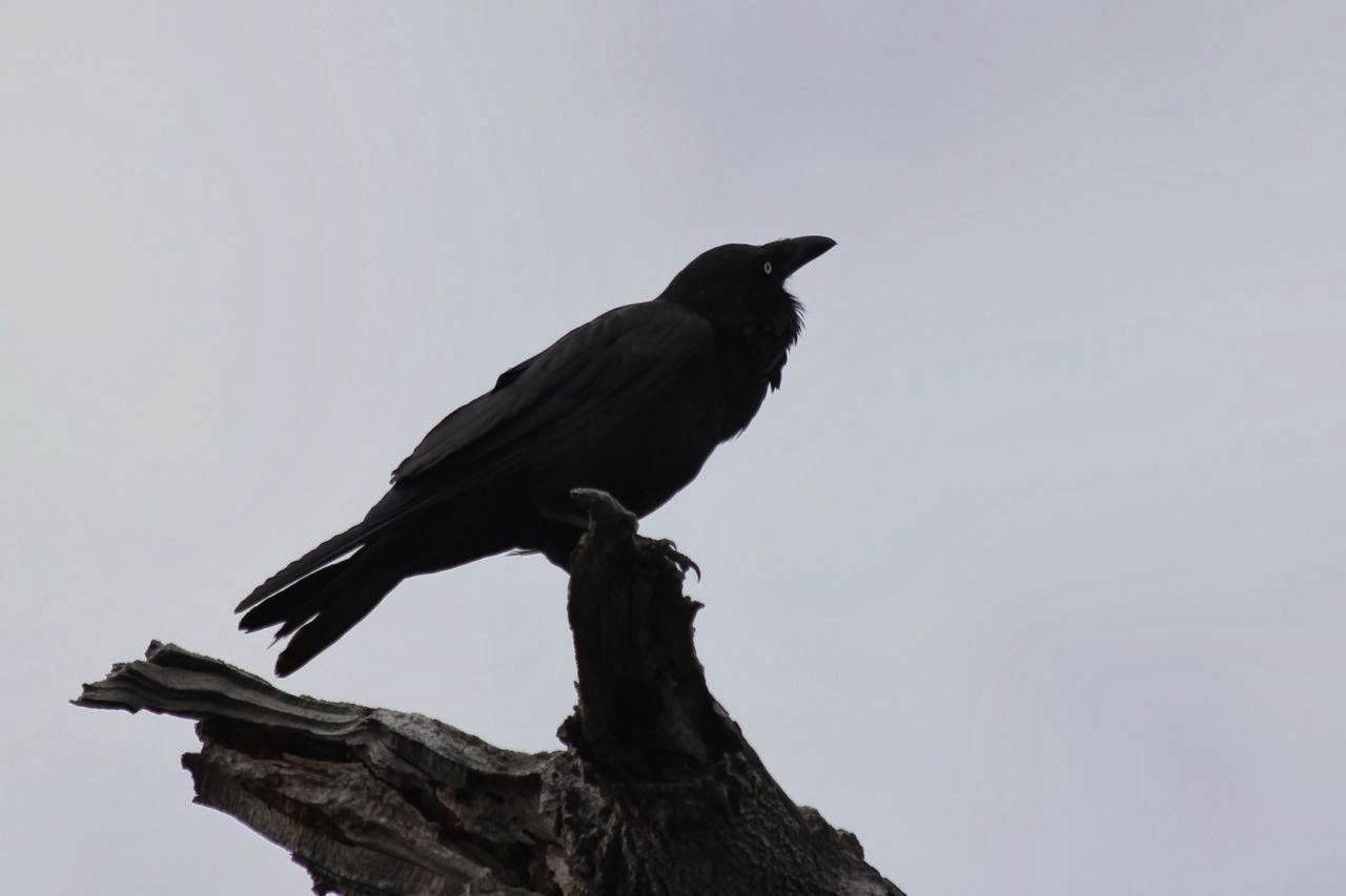 Pete's Flap Birding Aus: Bird Week Day 6 - The Problem with Corvids