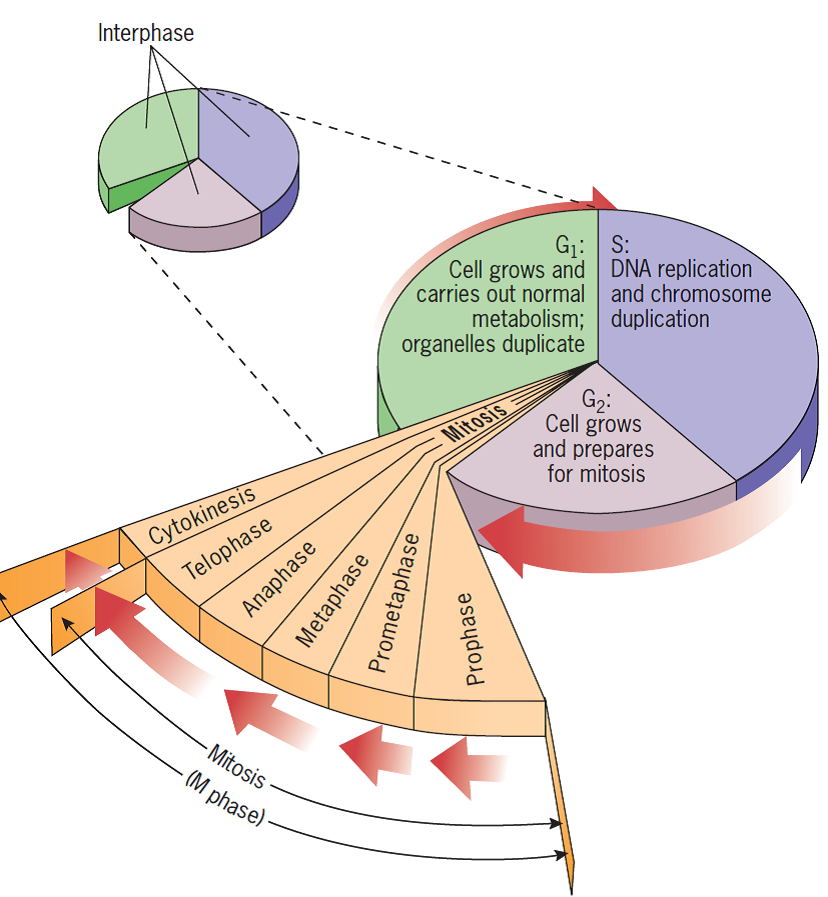 Ciencias de Joseleg: Resumen de las fases del ciclo celular
