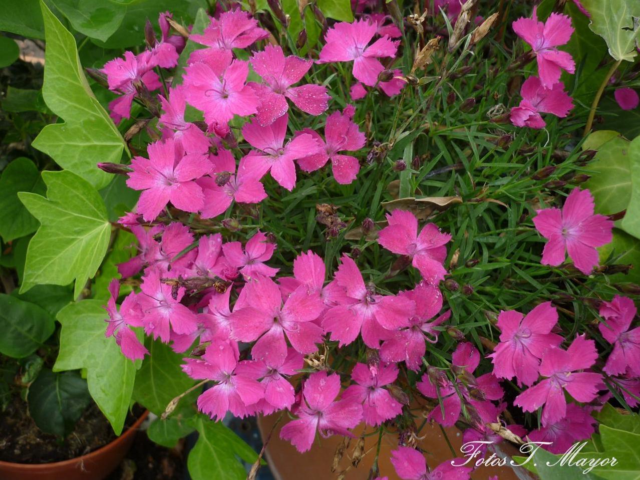 Flores y plantas silvestres: " Dianthus barbatus ". Clavelina. Clavel ...