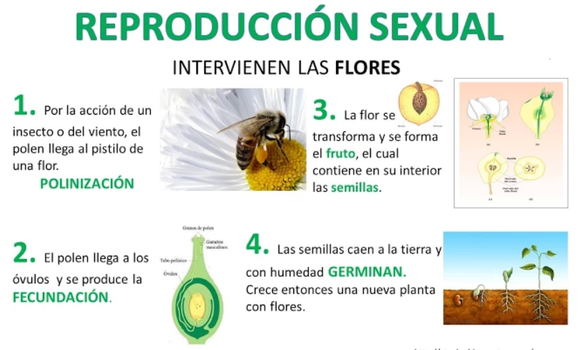 REPRODUCCIÓN DE LAS PLANTAS: LA REPRODUCCIÓN SEXUAL