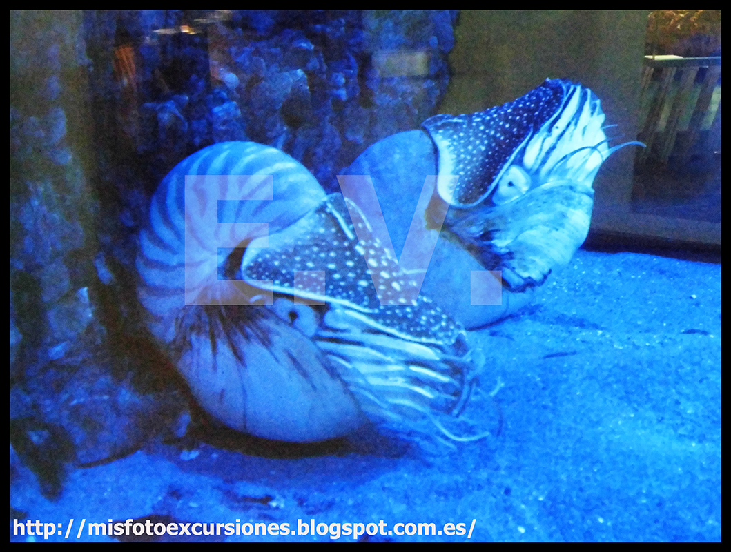 Mis foto excursiones: CosmoCaixa Barcelona