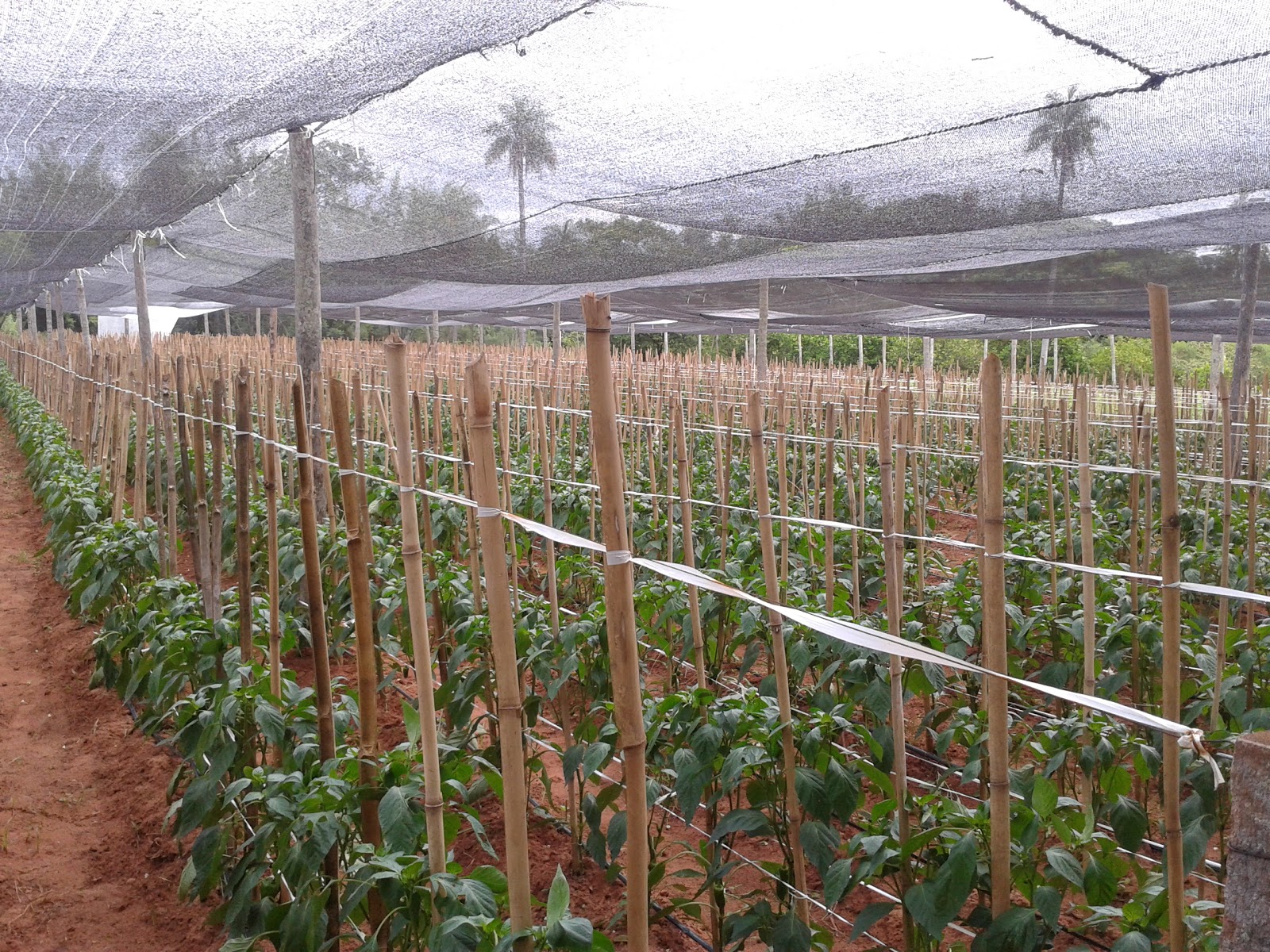 Paraguay: un milagro americano!: Locote paraguayo con calidad de ...