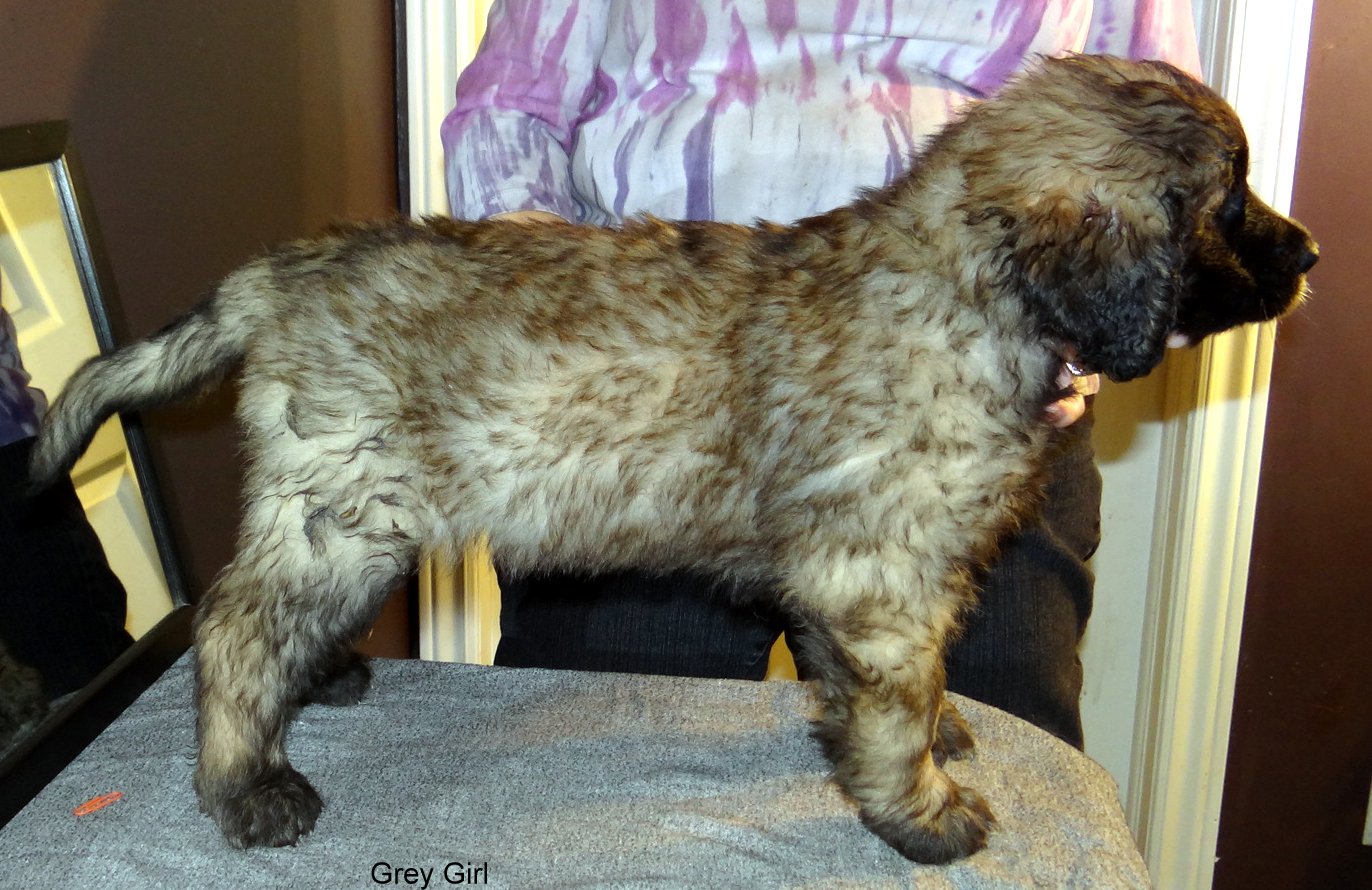 Heronview Leonbergers: Conformation shots of puppies