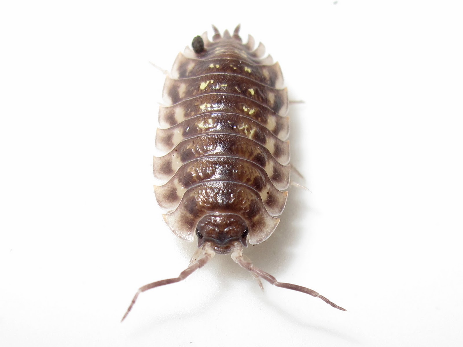 BugBlog: Leaf sleepers