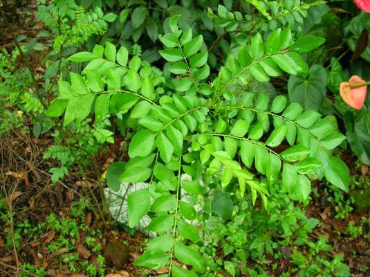 Murraya koenigii (Curry tree, Karapincha) ~ Medical Plants (ඔසු තුරු)