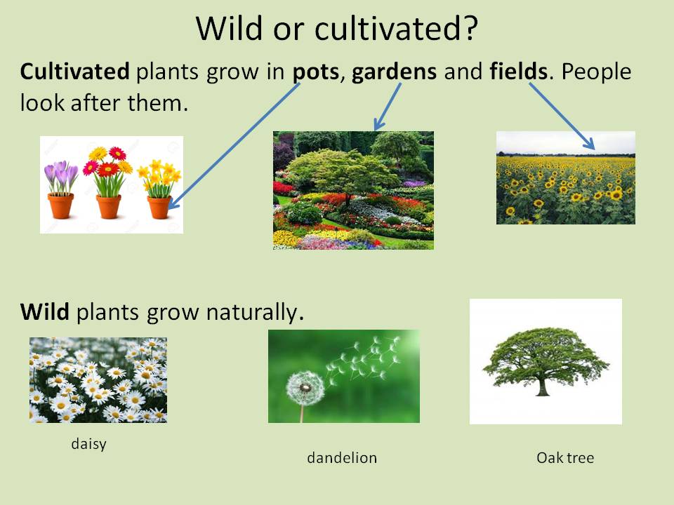 BASILIO SÁEZ - 2ND GRADE: Unit 4 Natural Science - The plant kingdom.