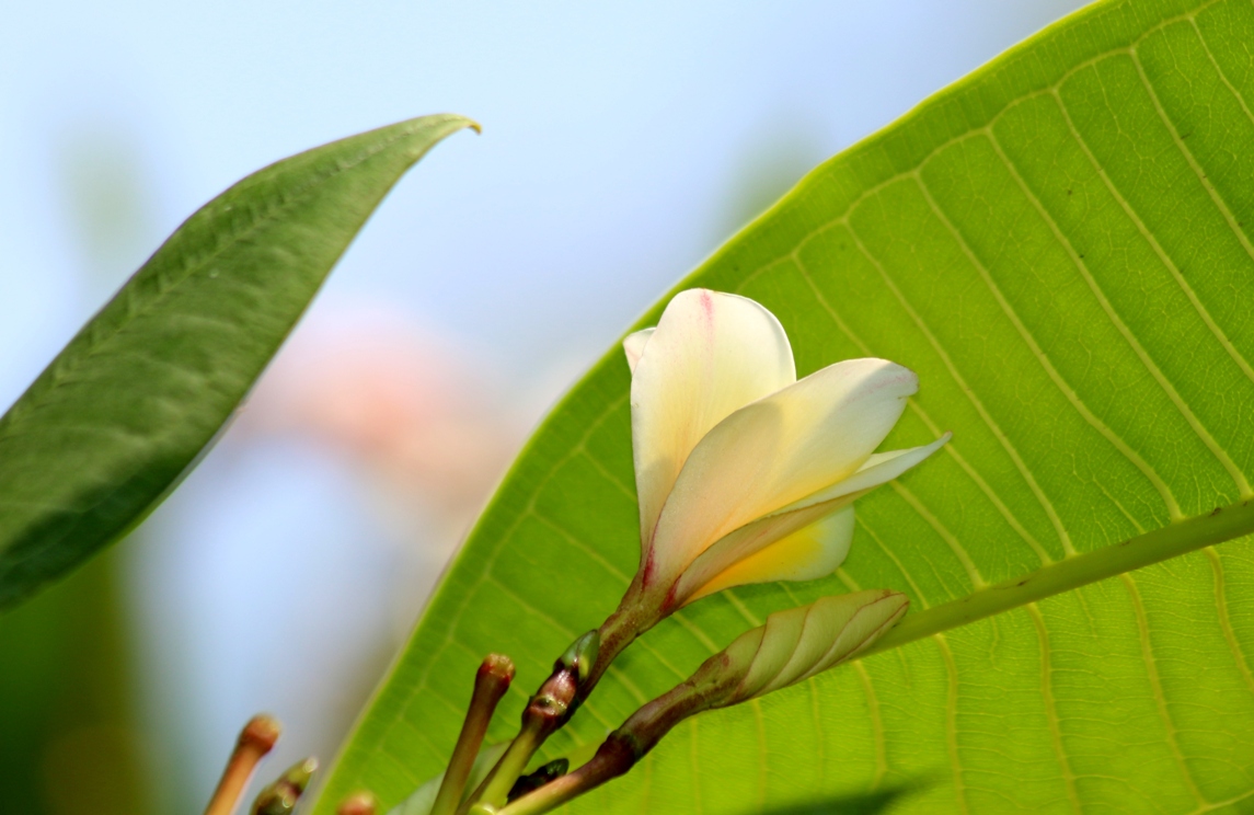 Cherishing India.....: Flowers of Odisha: part I......