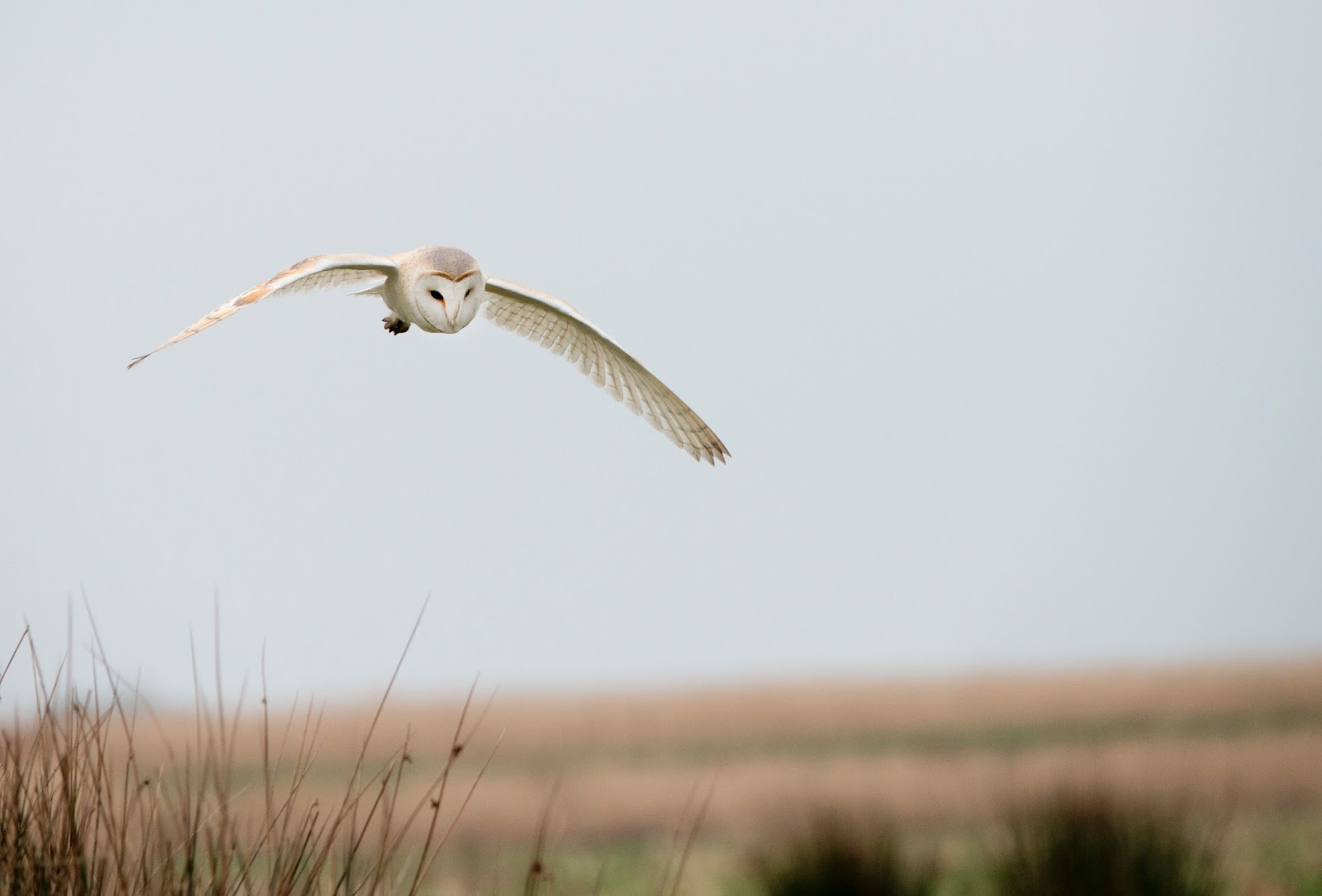 Josh Jaggard - Wildlife Photography