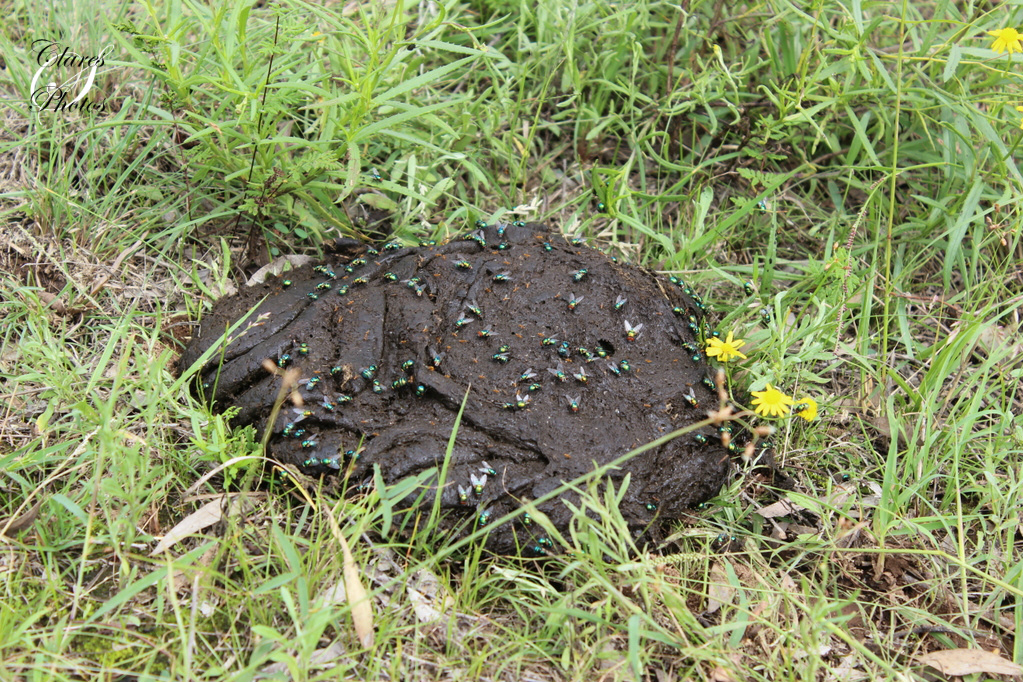 Clare's Spot: The Beauty of a Cow Pat
